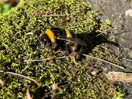 What You Should Know Before Traveling to Madeira, Portugal - Travelfoss