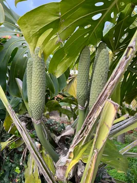 What You Should Know Before Traveling to Madeira, Portugal - Travelfoss