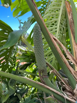 What You Should Know Before Traveling to Madeira, Portugal - Travelfoss